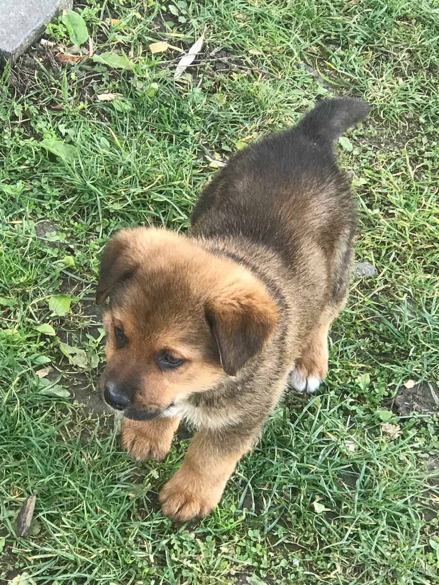 Predam - Lučenec | Bazoš.sk