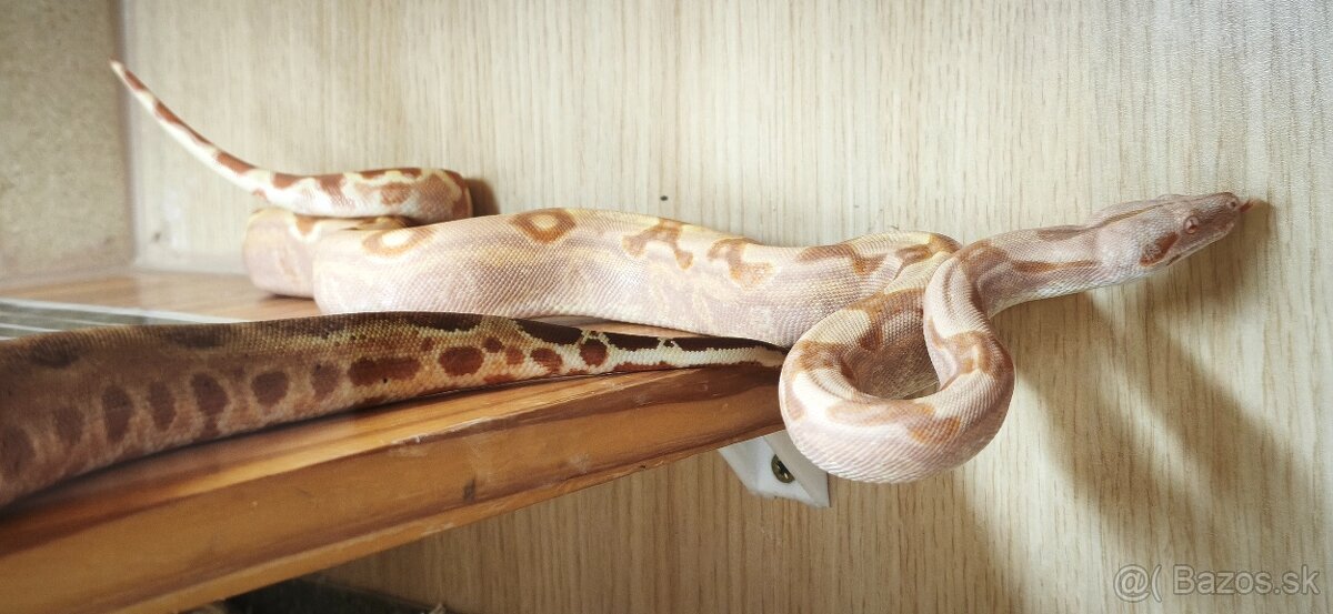 Velhad kralovsky sunglow - Ilava | Bazoš.sk