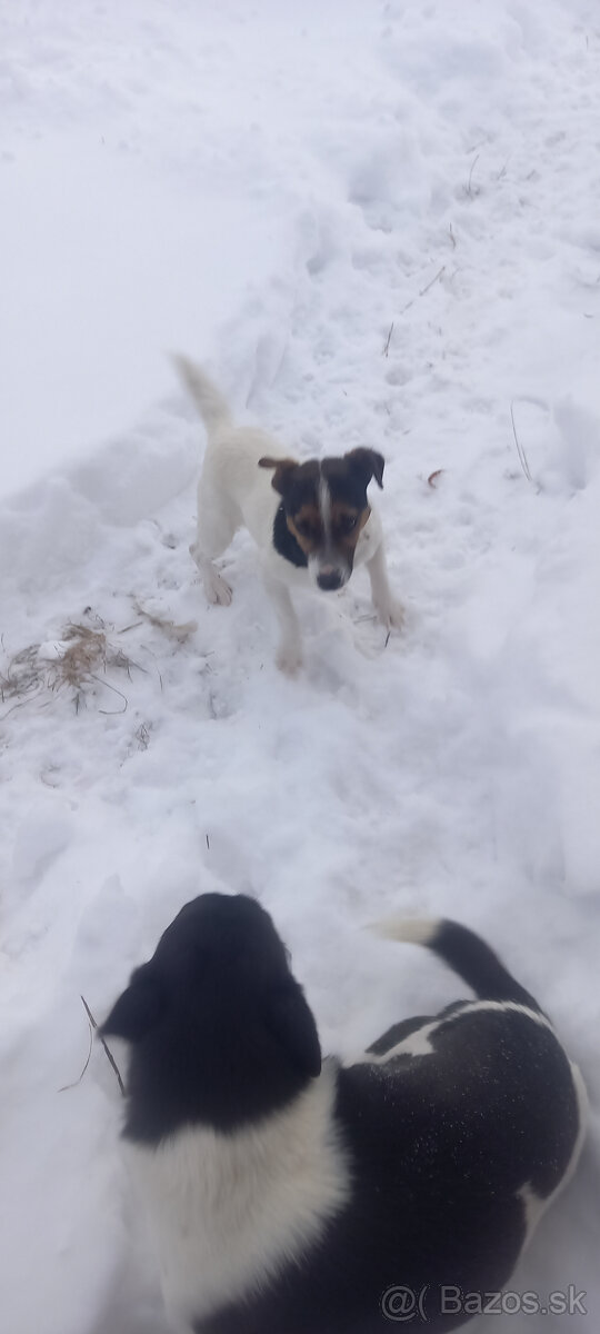darujem fenku jack russell - Levoča | Bazoš.sk