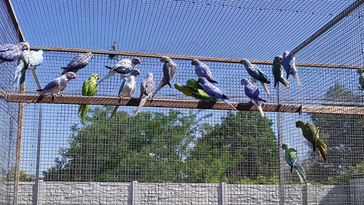 Alexandre malé 03/2025 - Komárno | Bazoš.sk