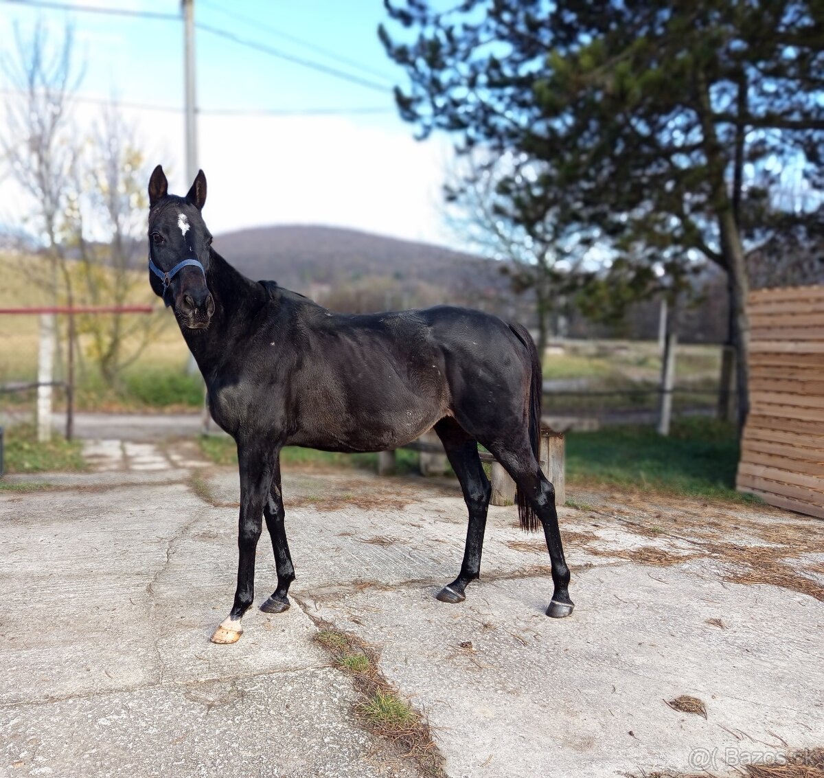 Kobylka - Senica | Bazoš.sk