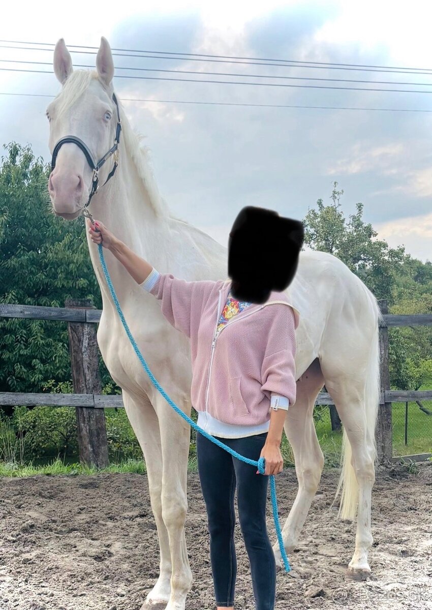 Kůň Kinsky Cremello - Česká republika | Bazoš.sk