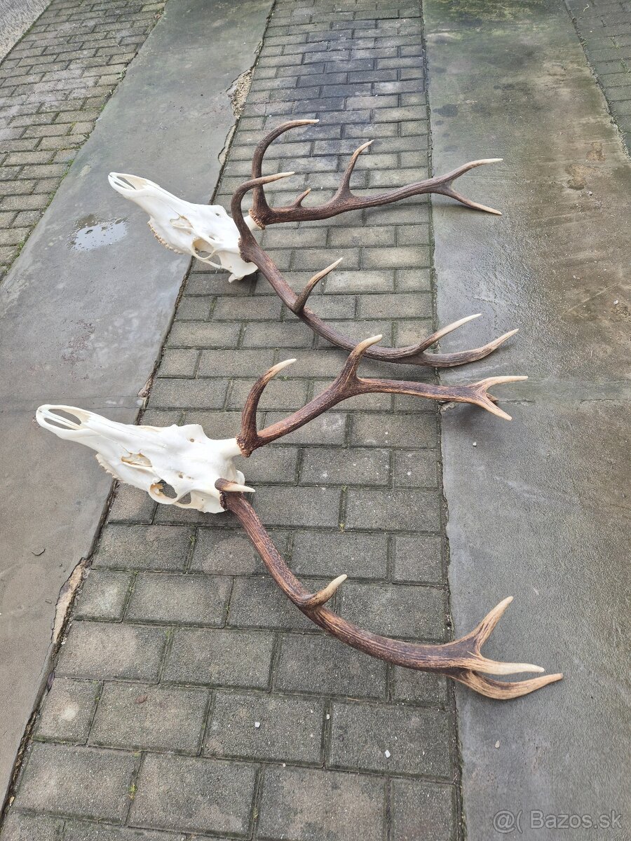 Trofej trofeje paroh parohy parozie zhody - Žilina | Bazoš.sk