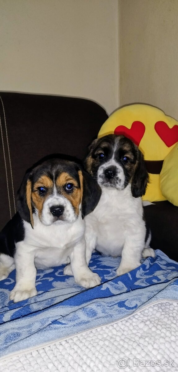 Bigel Bigl - Topoľčany | Bazoš.sk