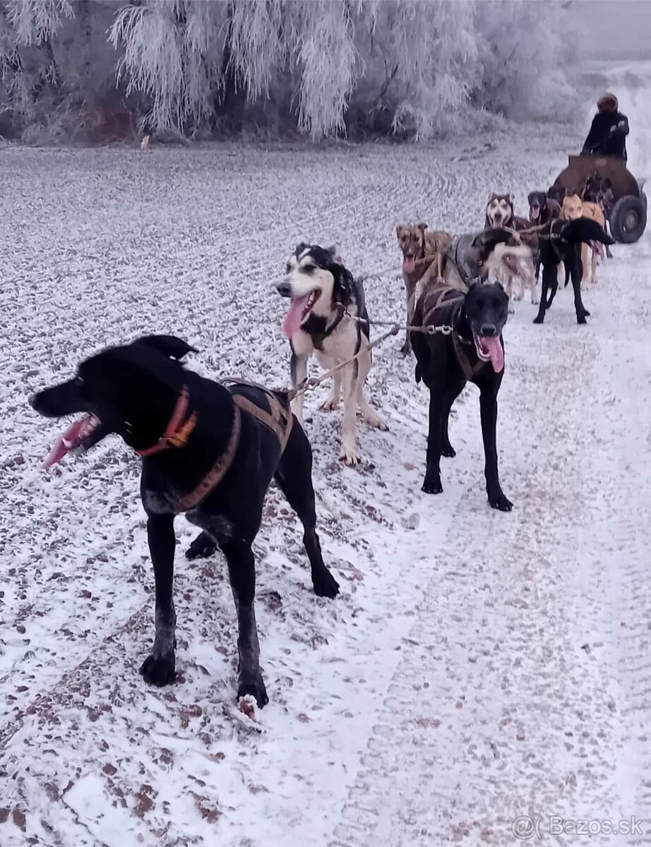 Alaskan Husky - Piešťany | Bazoš.sk