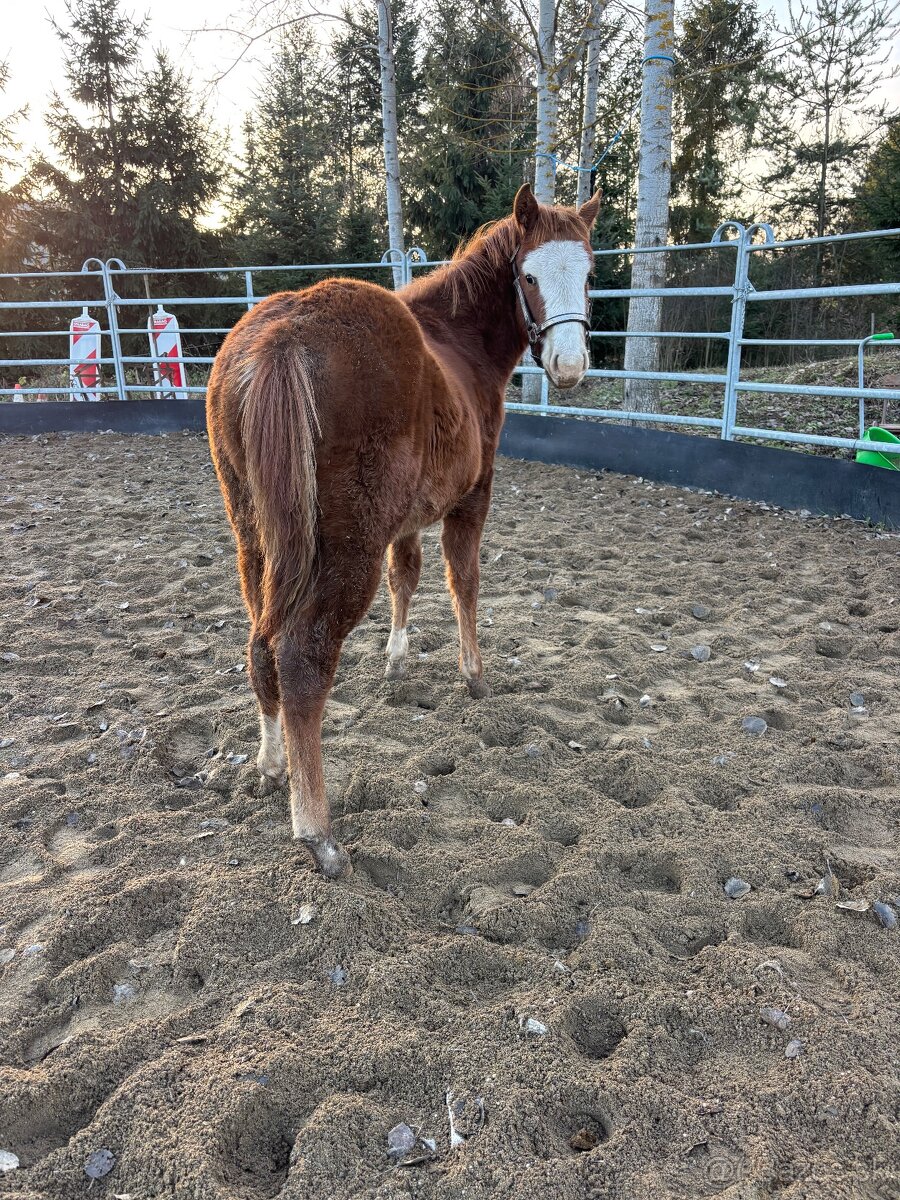 APH žrebček - Spišská Nová Ves | Bazoš.sk