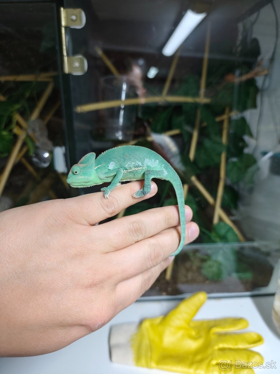 Chameleón - Galanta | Bazoš.sk