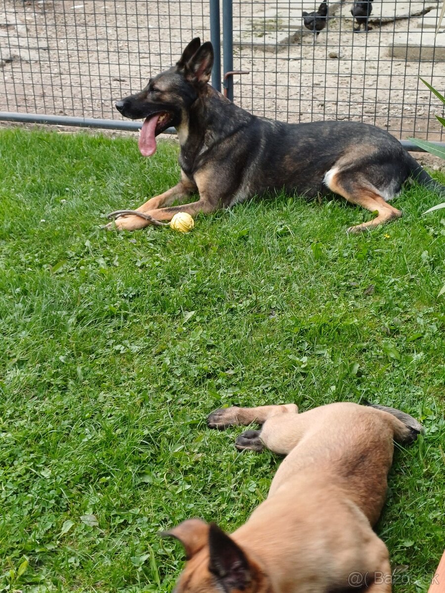 Nemecký ovčiak-fena - Stará Ľubovňa | Bazoš.sk