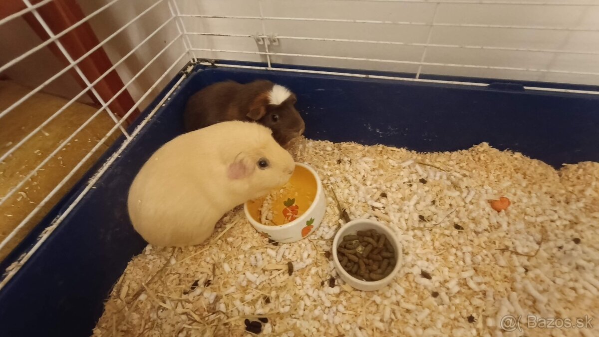 darujem 2x morca - Bratislava | Bazoš.sk