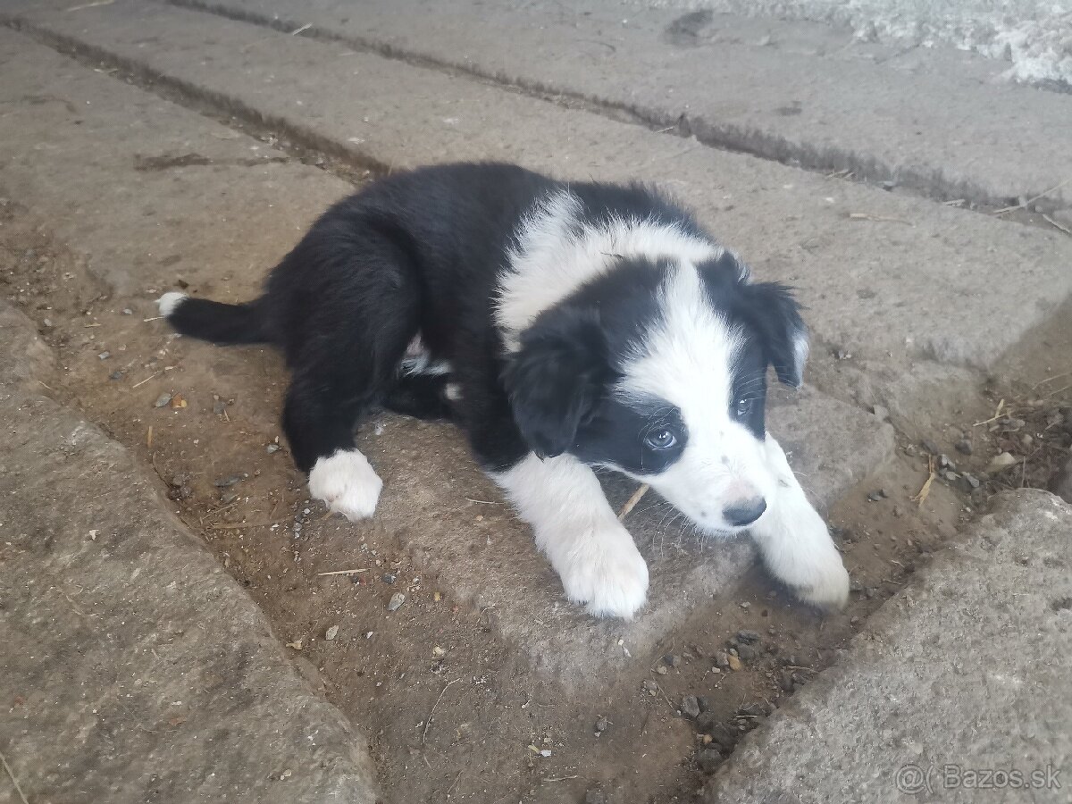 Border kólia šteniatka - Zvolen | Bazoš.sk