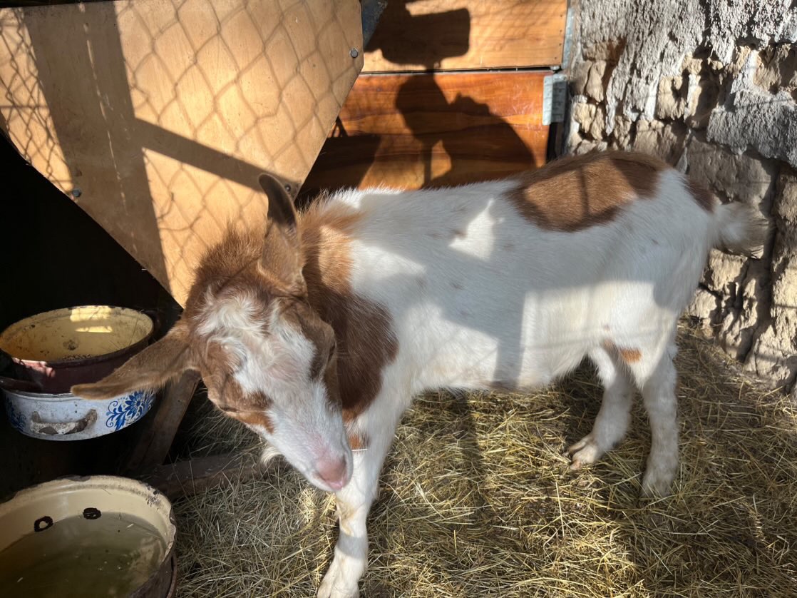 Capko - Lučenec | Bazoš.sk