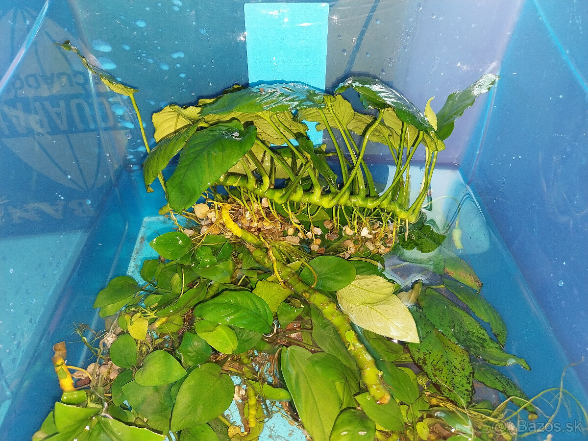 Anubias - Žilina | Bazoš.sk