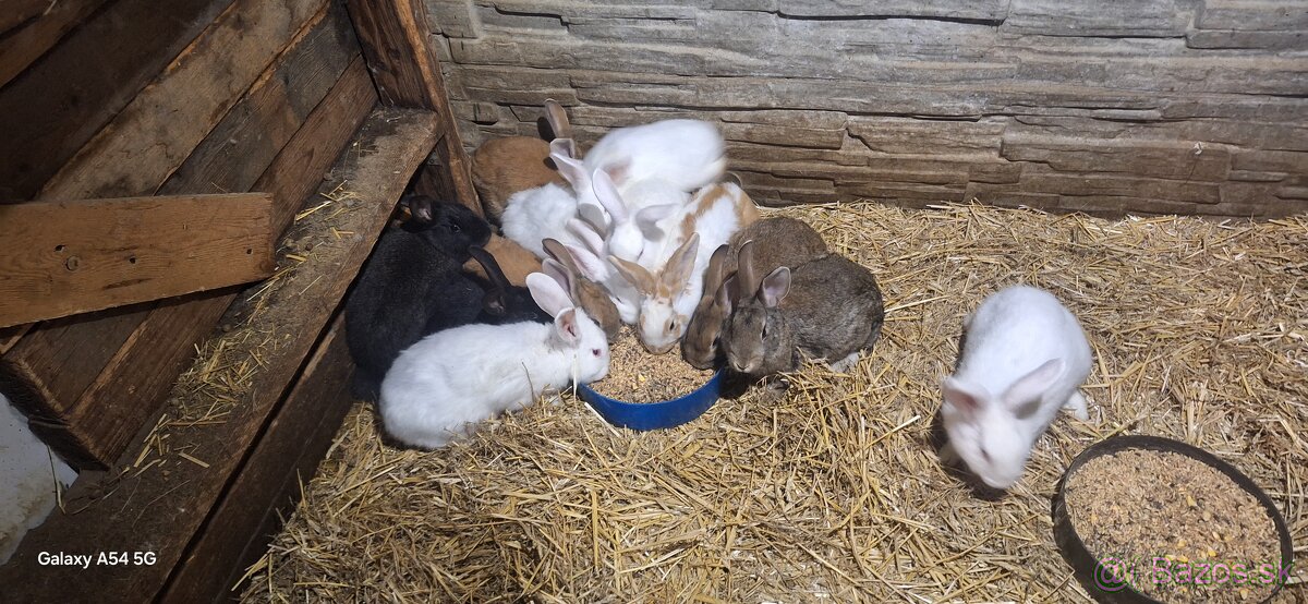 Marek - Trnava | Bazoš.sk