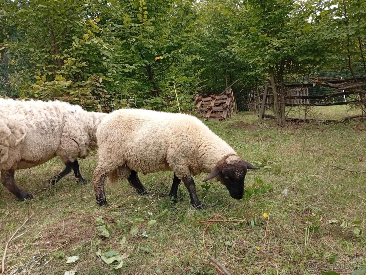 Baran Sulfok - Zvolen | Bazoš.sk