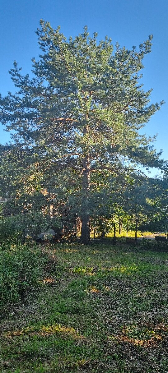 Strom borovica ponukam - Malacky | Bazoš.sk