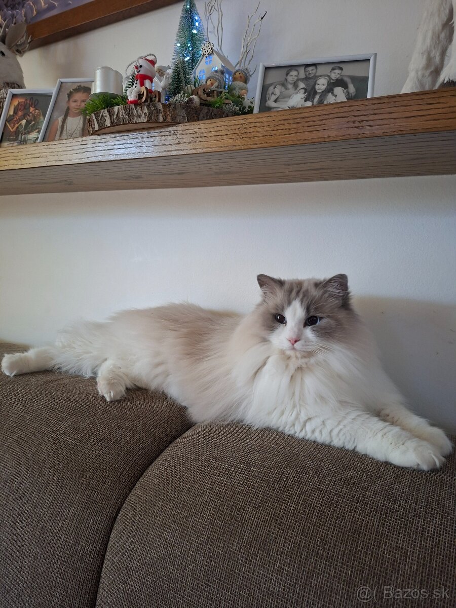 Ragdoll - Žilina | Bazoš.sk