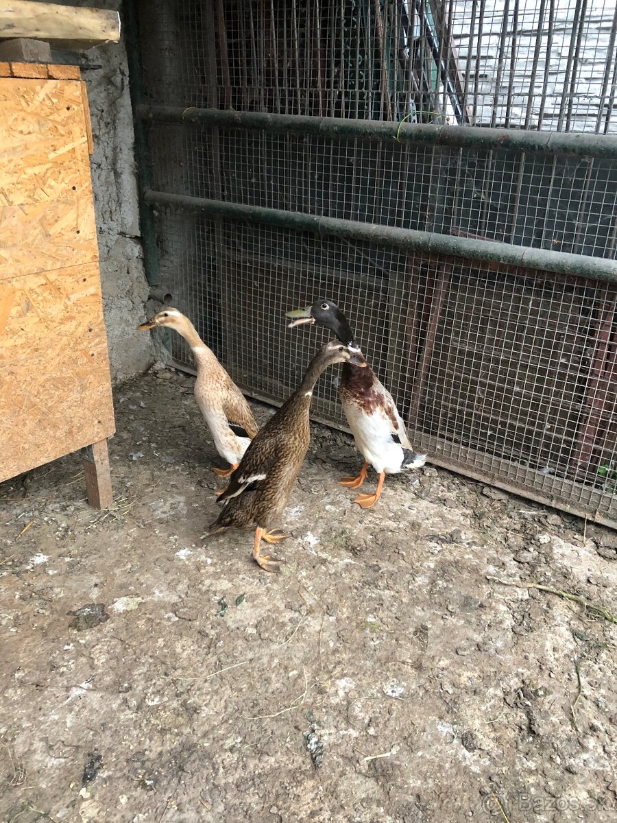 Indický bežec - Bratislava | Bazoš.sk