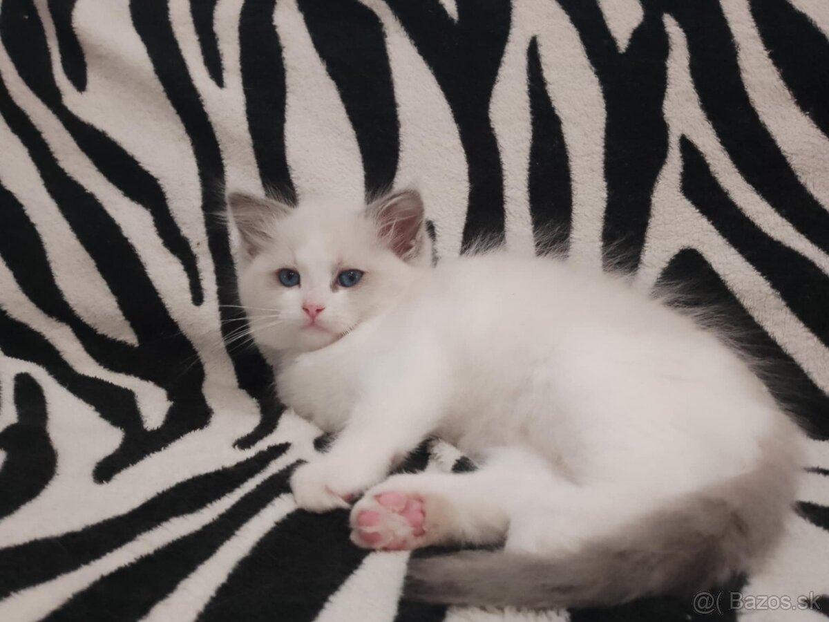 Ragdoll mačička - Žilina | Bazoš.sk