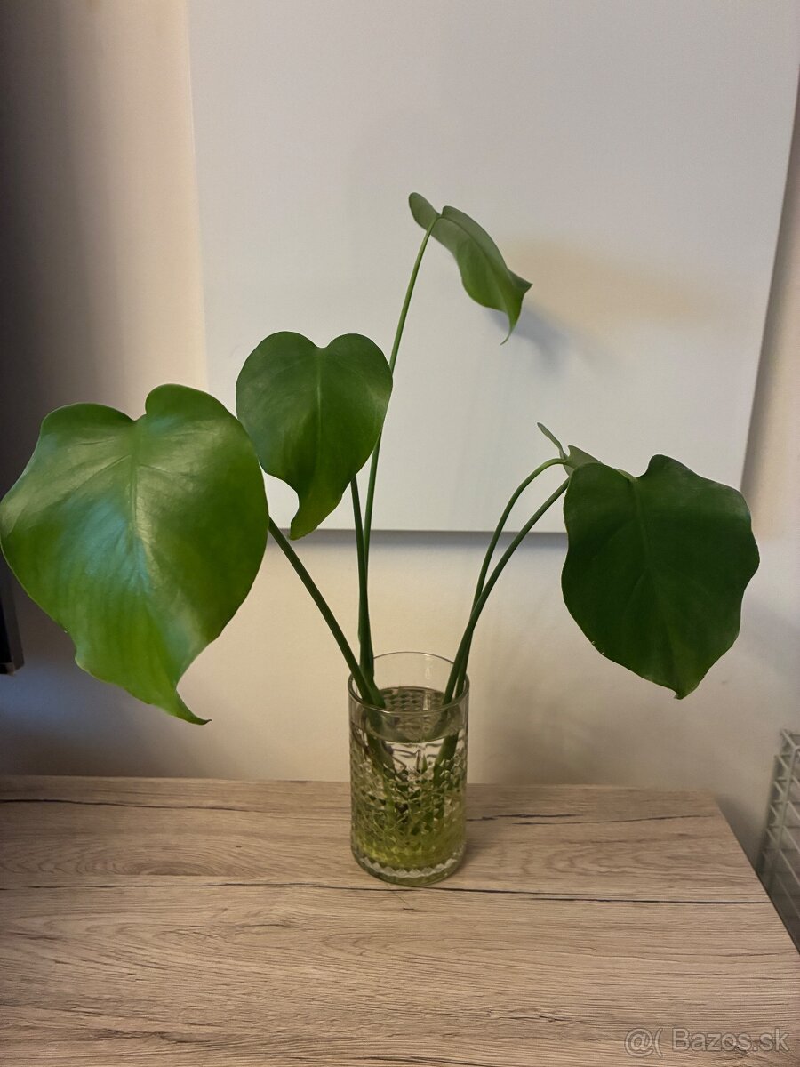 Monstera Deliciosa vhodná na zasadenia - Senec | Bazoš.sk