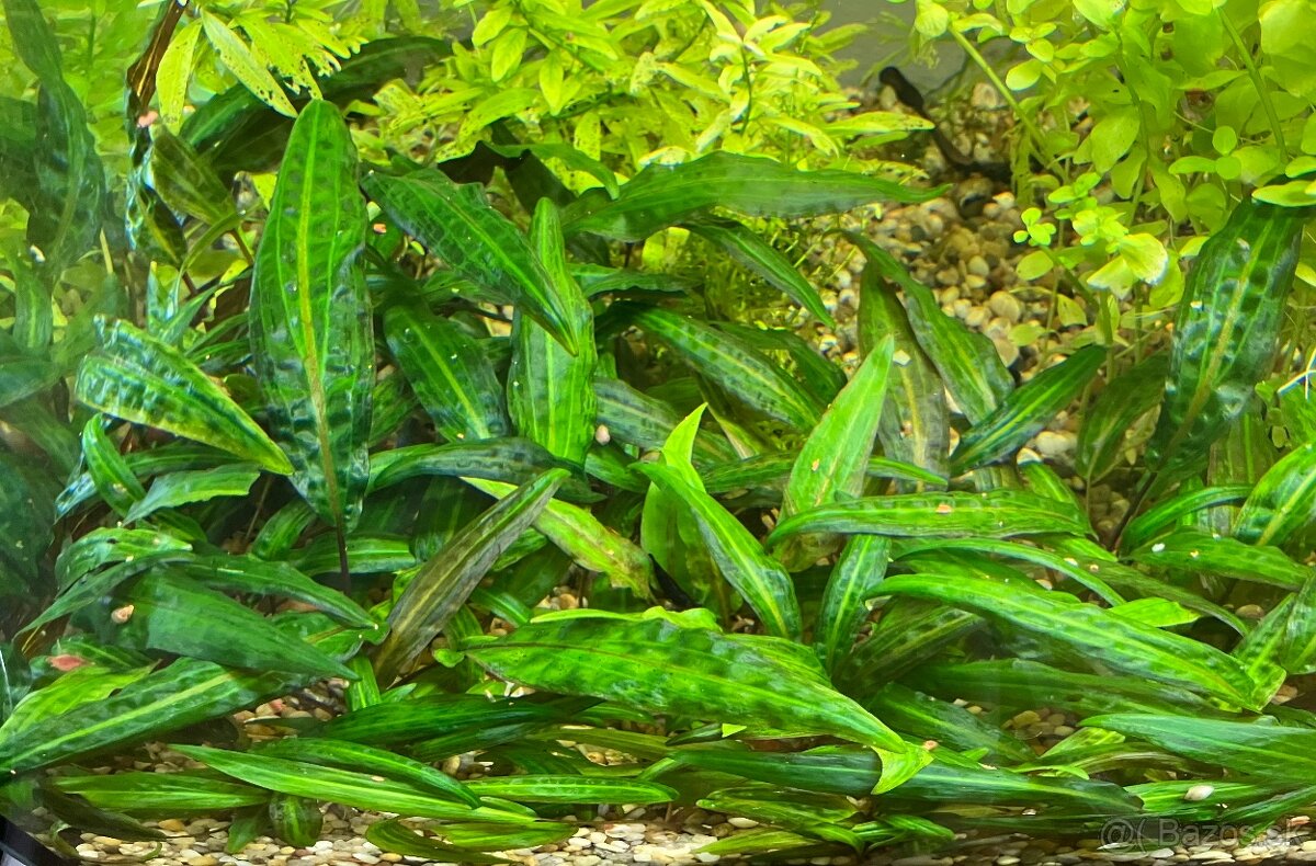 CRYPTOCORYNE - Považská Bystrica | Bazoš.sk