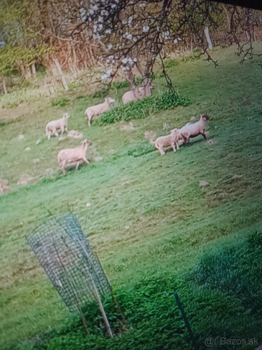 Baran cigaja - Detva | Bazoš.sk