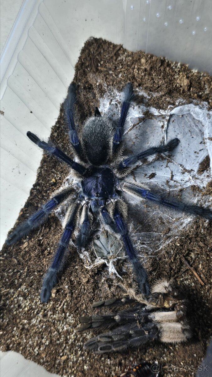 Čerstvý adult M. Balfury - Martin | Bazoš.sk