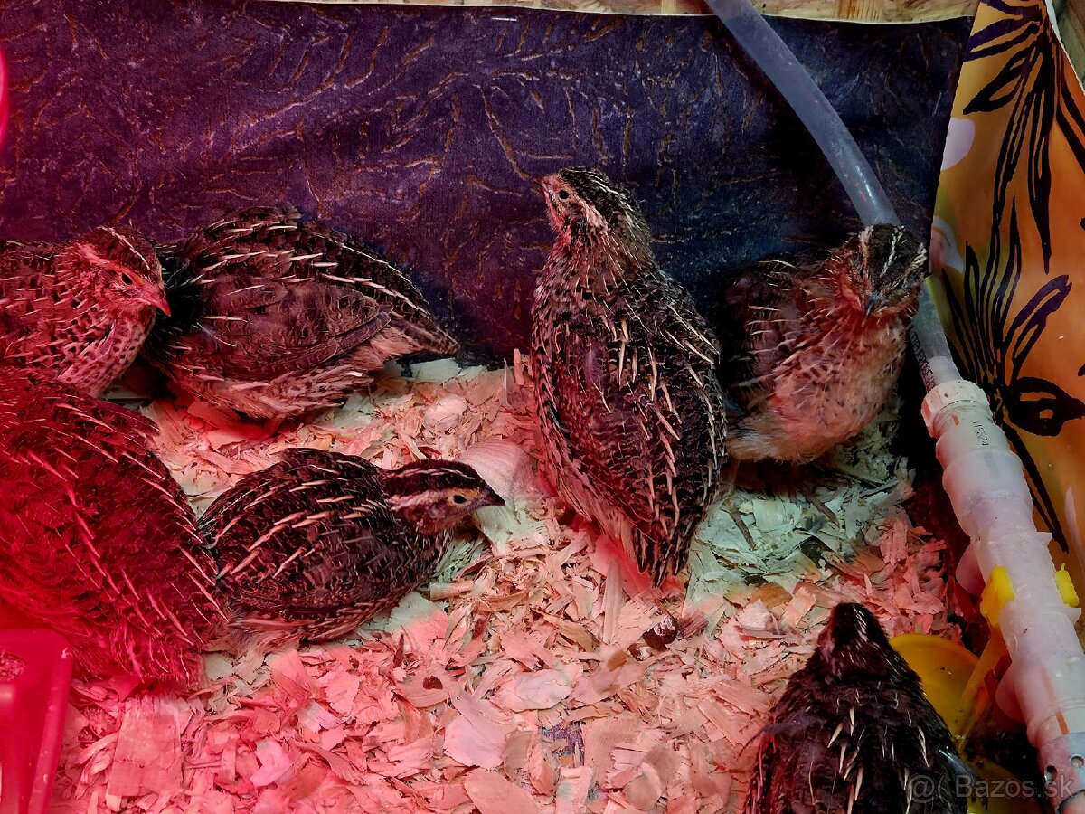 4 týždňové kohútiky prepelice Faraón Jumbo - Banská Bystrica | Bazoš.sk