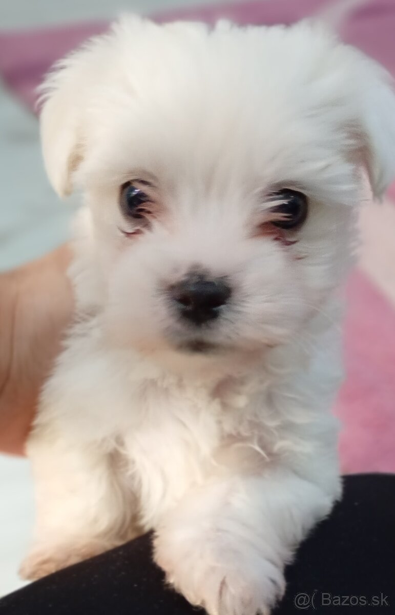 Mini Maltazak - Trebišov | Bazoš.sk