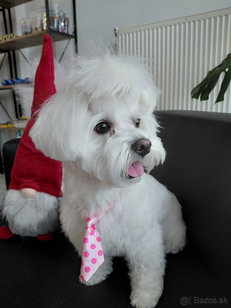 Nový Salón pre psov Lusi vo Svite. - Poprad | Bazoš.sk