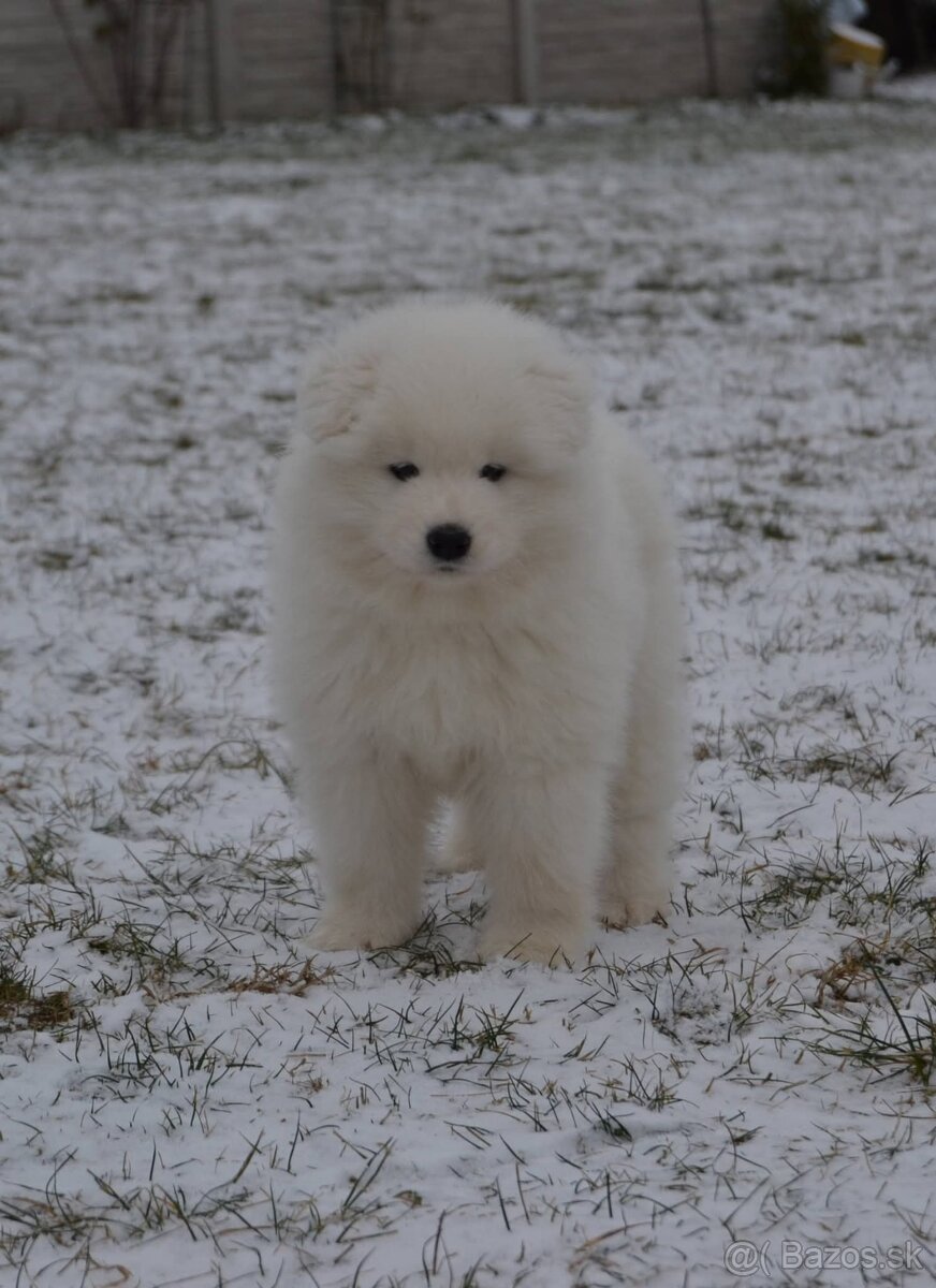 Samica samojeda fci - Zahraničie | Bazoš.sk