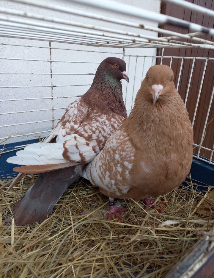 Holuby poľské rysy - Rožňava | Bazoš.sk