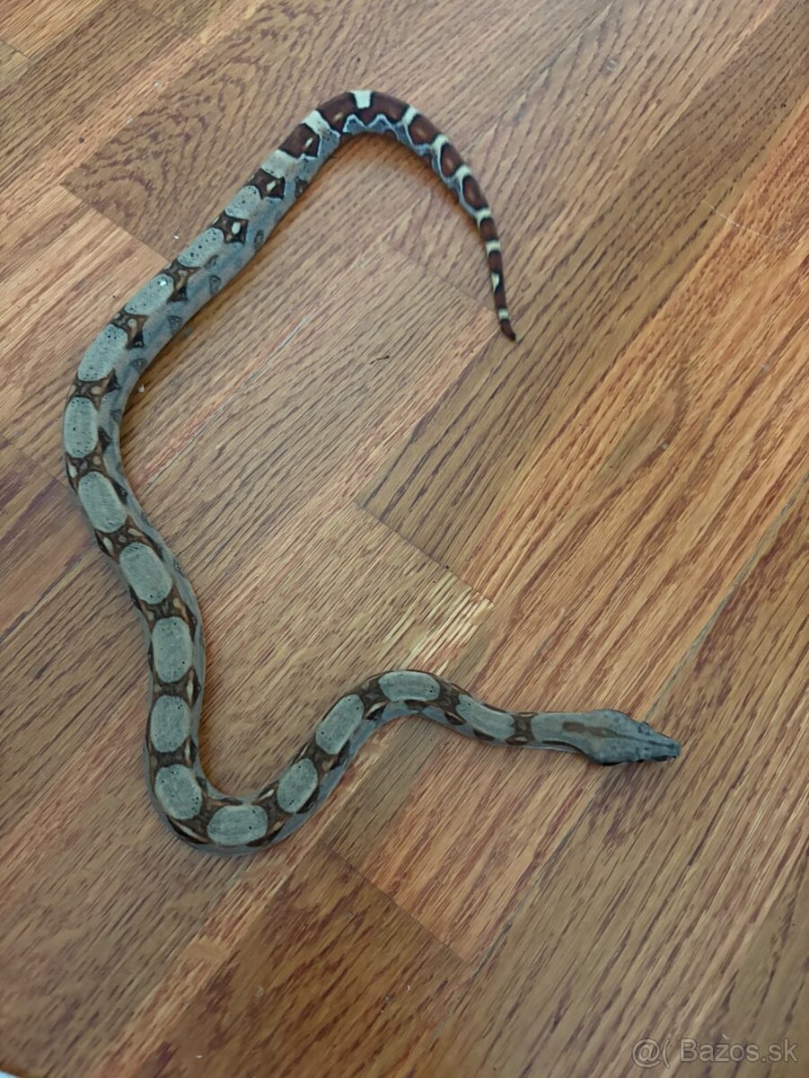 Hady - Nitra | Bazoš.sk