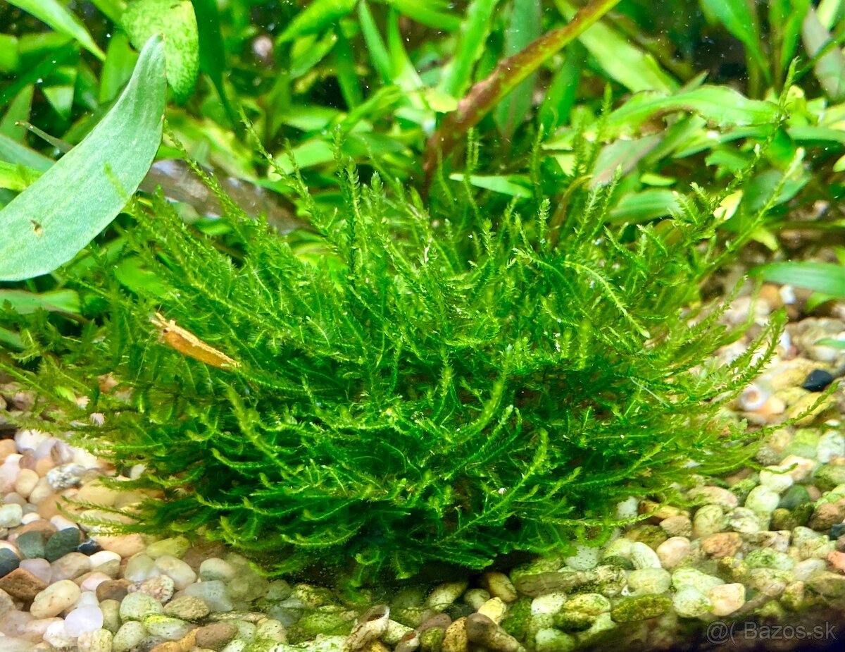 mach na keramickej podlozke - Považská Bystrica | Bazoš.sk