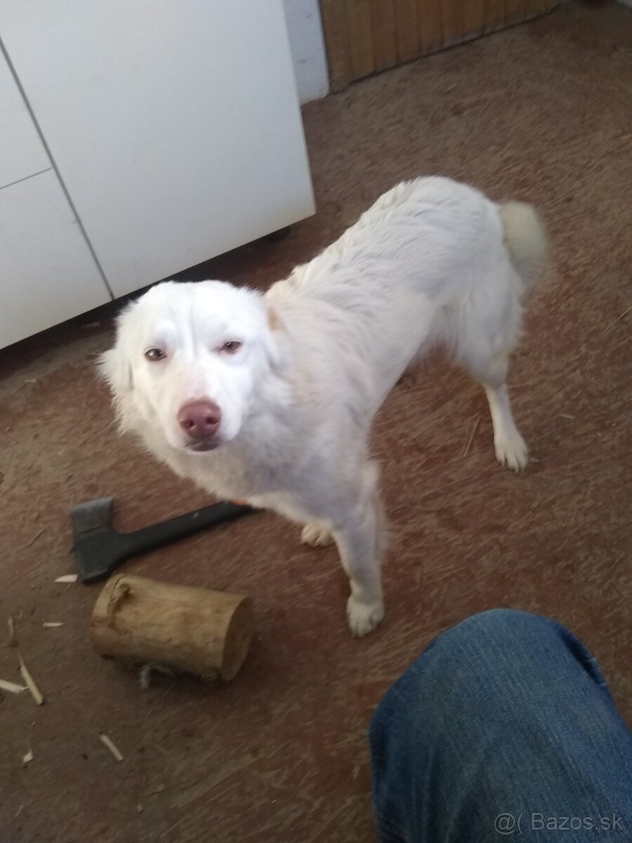 Pavol Holka - Kysucké Nové Mesto | Bazoš.sk