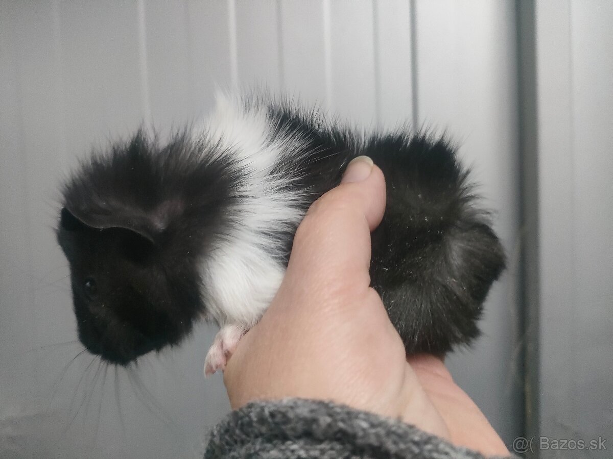 Morské prasiatka, morča - Nové Zámky | Bazoš.sk