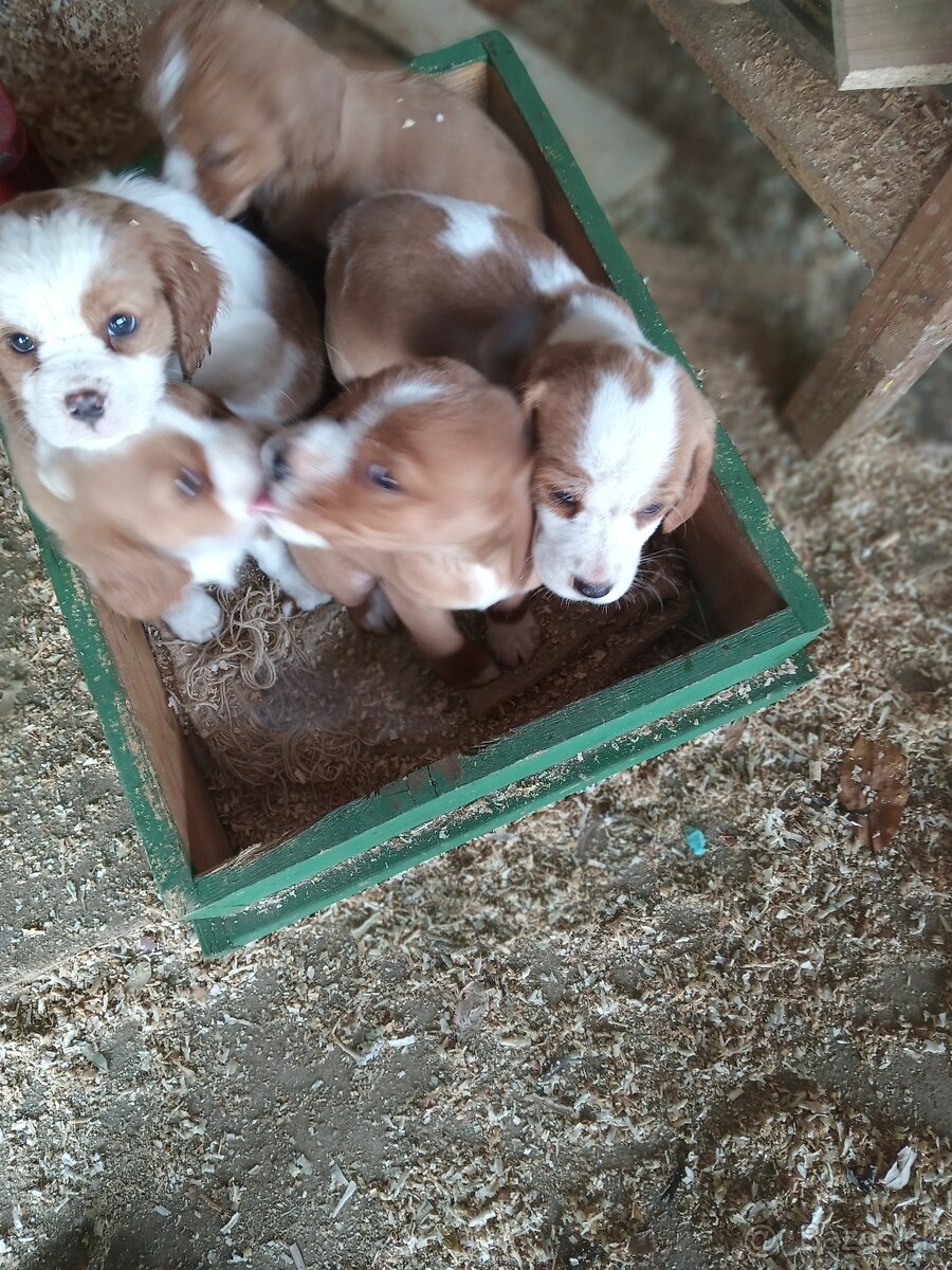 Predam - Komárno | Bazoš.sk