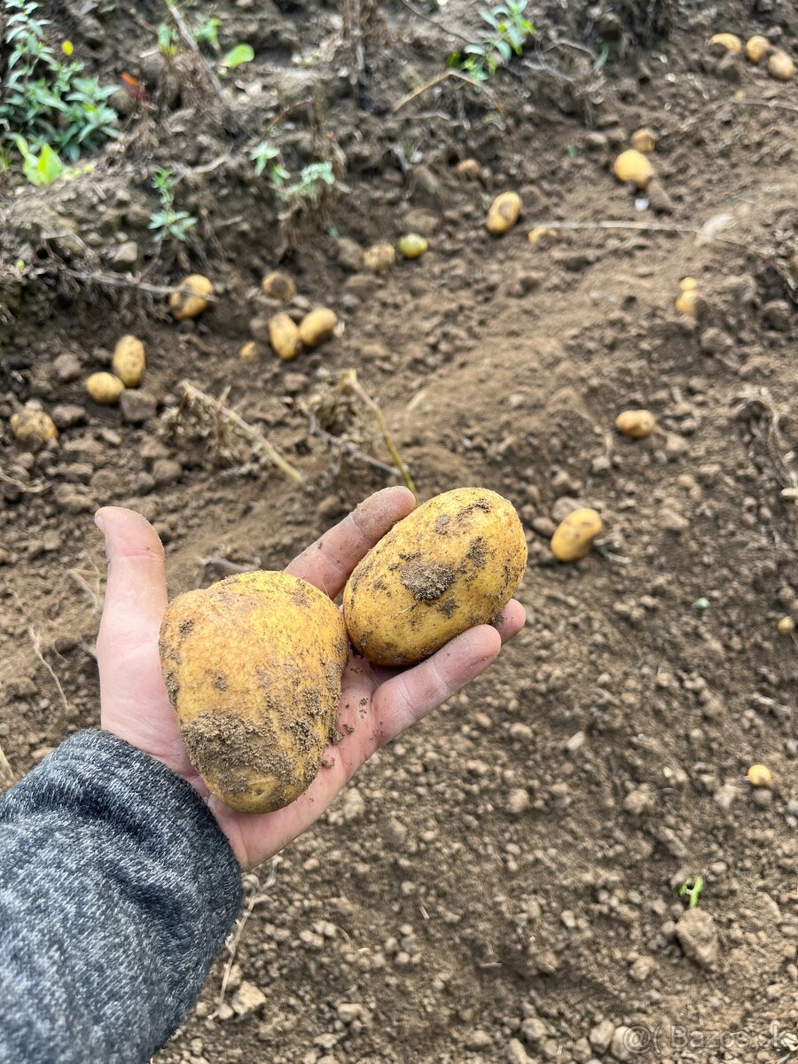 Predam zemiaky - Levoča | Bazoš.sk