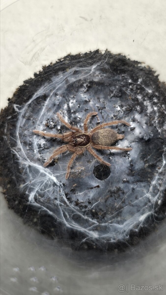 Neoholothele incei gold - Martin | Bazoš.sk