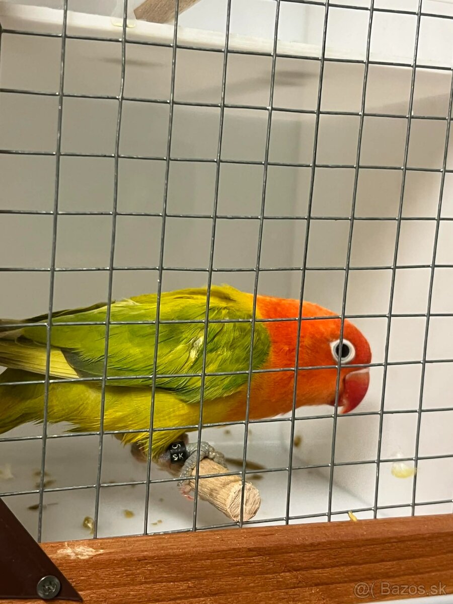 Agapornis fisher - Hlohovec | Bazoš.sk