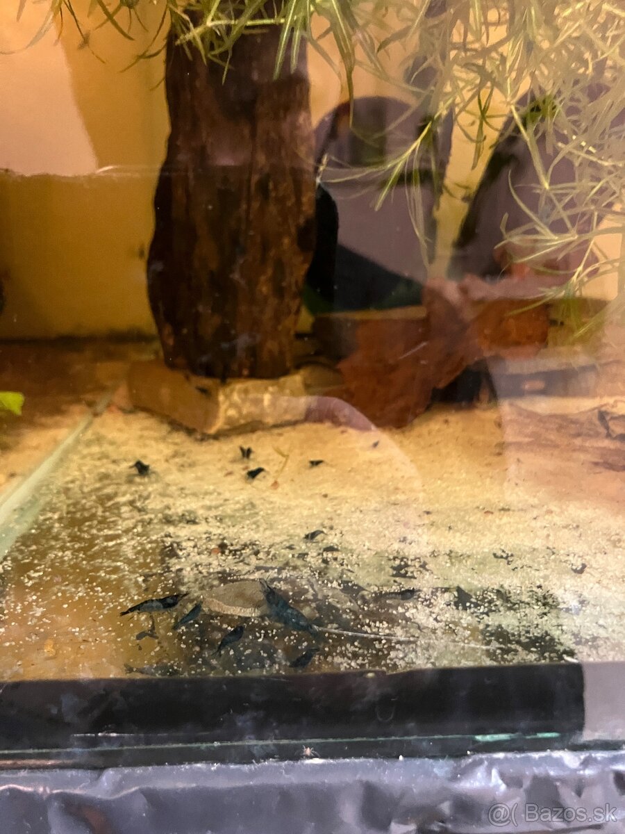 Neocaridina blue dream - Nové Mesto n.Váhom | Bazoš.sk