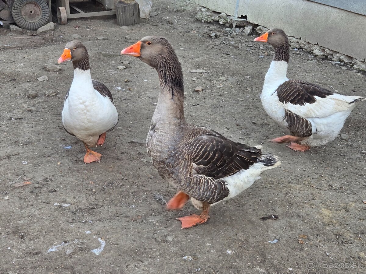 Husi - Žilina | Bazoš.sk