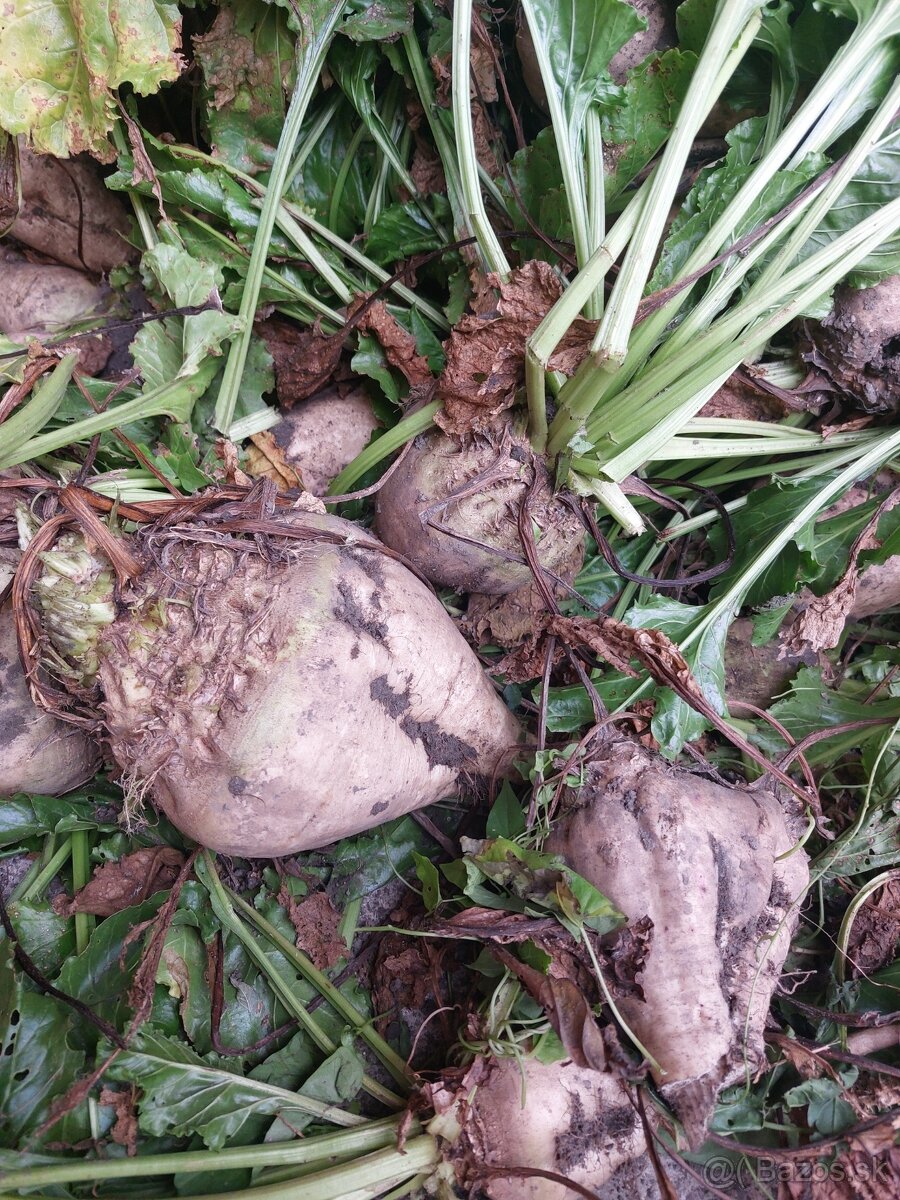 Kŕmna repa - Malacky | Bazoš.sk