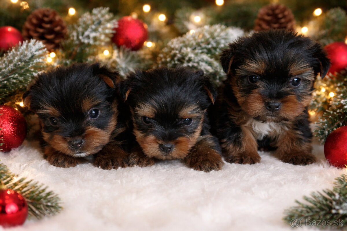 Yorkshirský teriér Mini - Nitra | Bazoš.sk