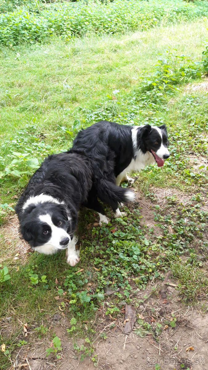 Border kolia - Galanta | Bazoš.sk