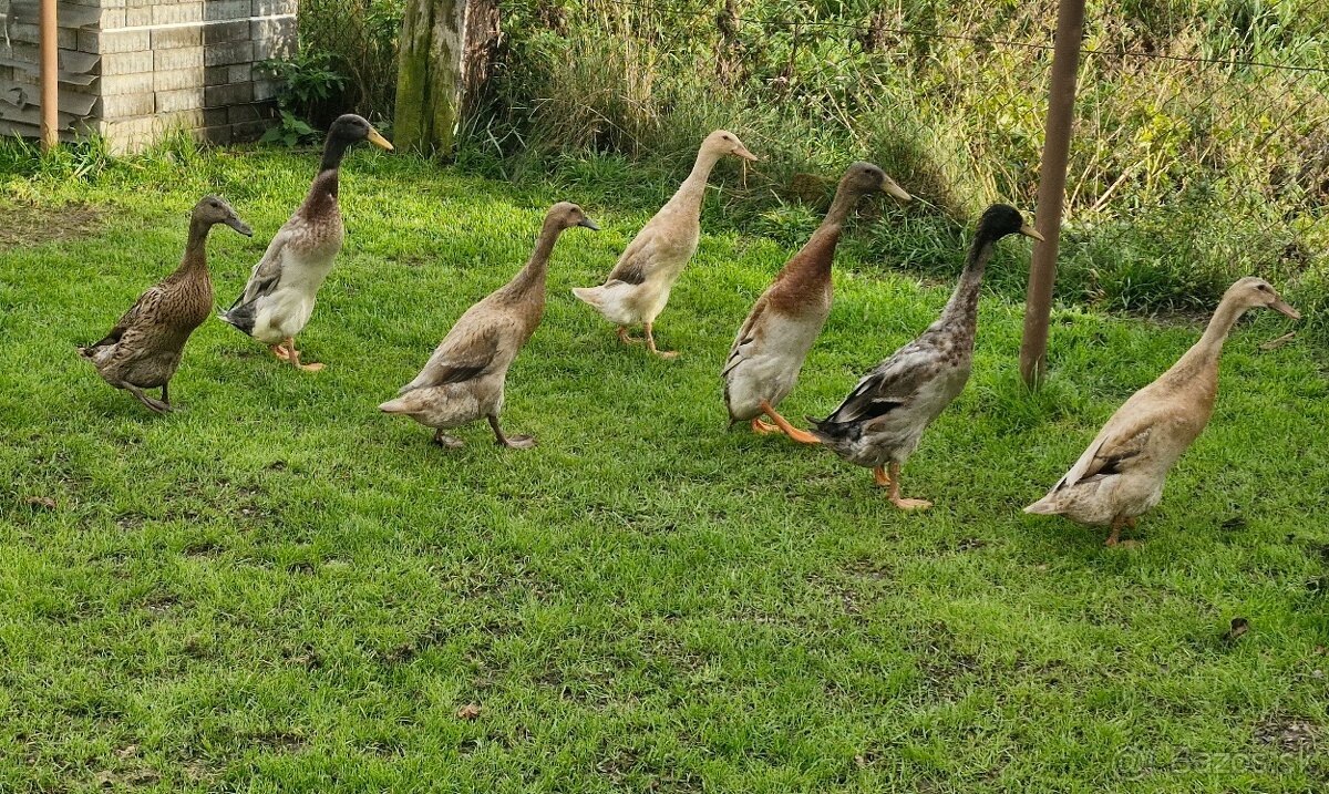 Predam Indicky bezec - Liptovský Mikuláš | Bazoš.sk