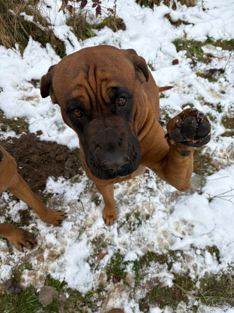 Tosa inu 10 měsíční junior šikovný pejsek - Česká republika | Bazoš.sk