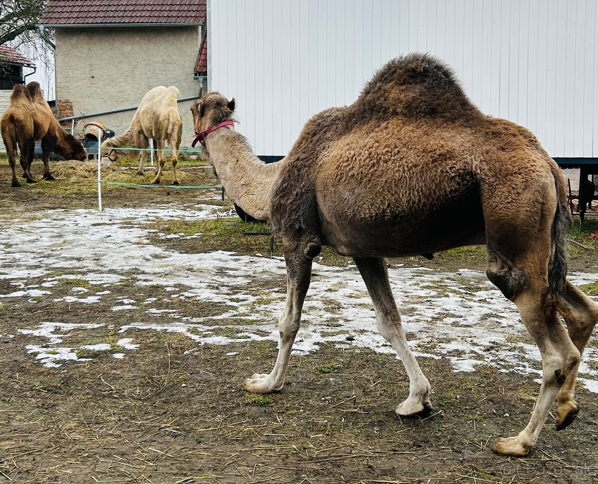 Velbloud - Česká republika | Bazoš.sk