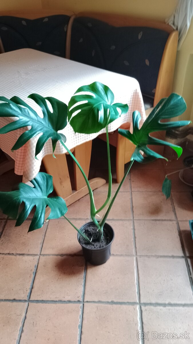Monstera skvelá deliciosa s kvetináčom, výška 95 cm - Bratislava | Bazoš.sk