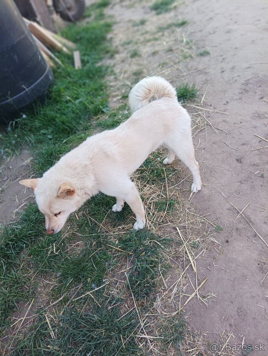 Darujeme Shiba Inu do dobrých rúk. - Komárno | Bazoš.sk