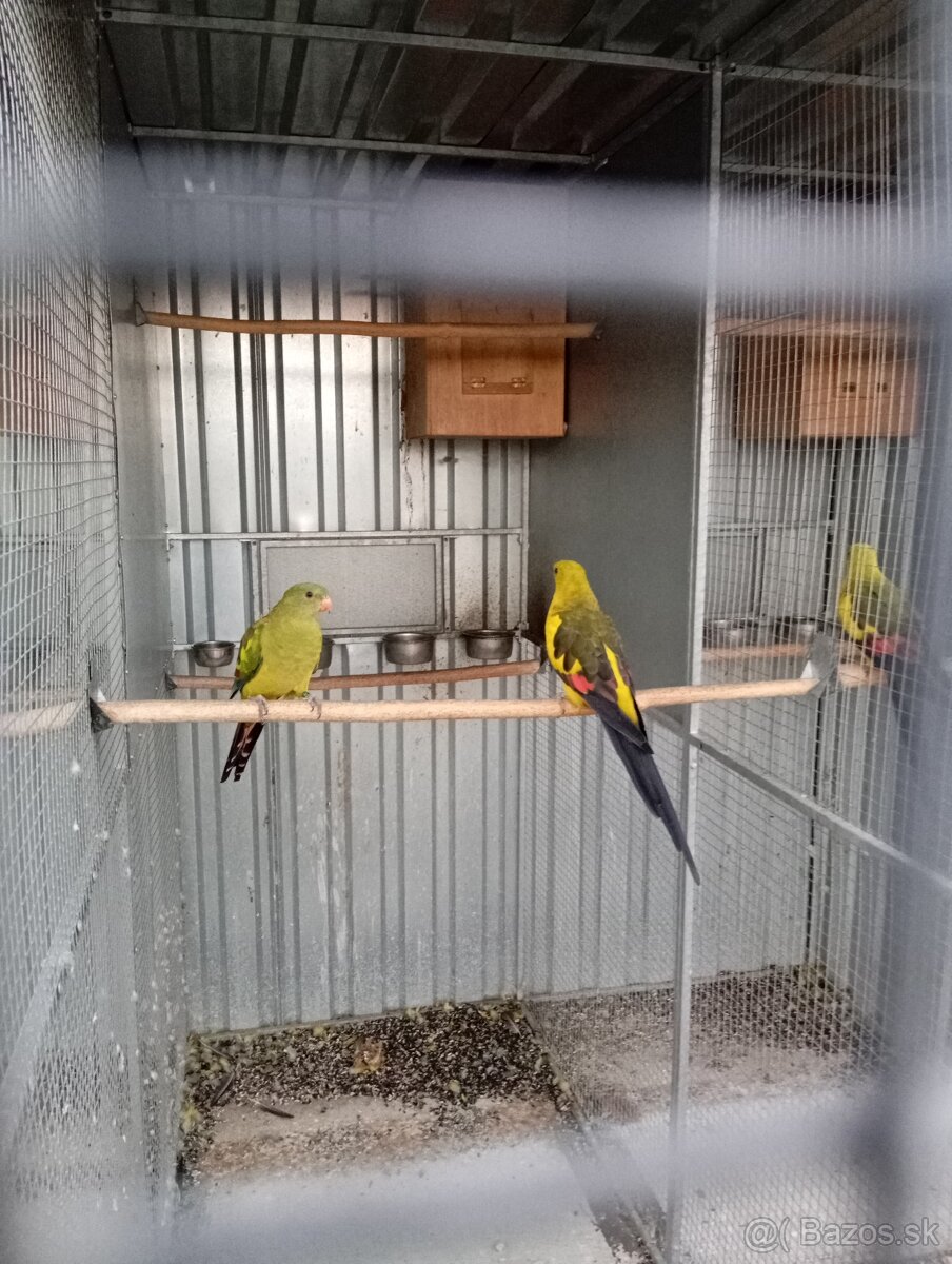 Predám chovný pár papagájov horských . - Trnava | Bazoš.sk